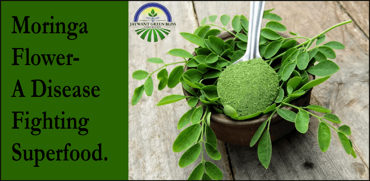Moringa Oleifera Supplier In India | Buy Moringa Leaves Online | JGBC Farms
