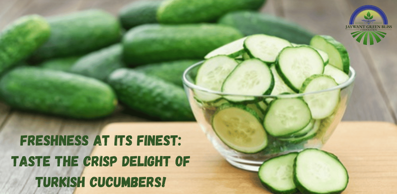Features Of Turkish Cucumber | Producer Of Turkish Cucumber In Pune ...