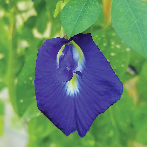 Butterfly Pea Flower In India